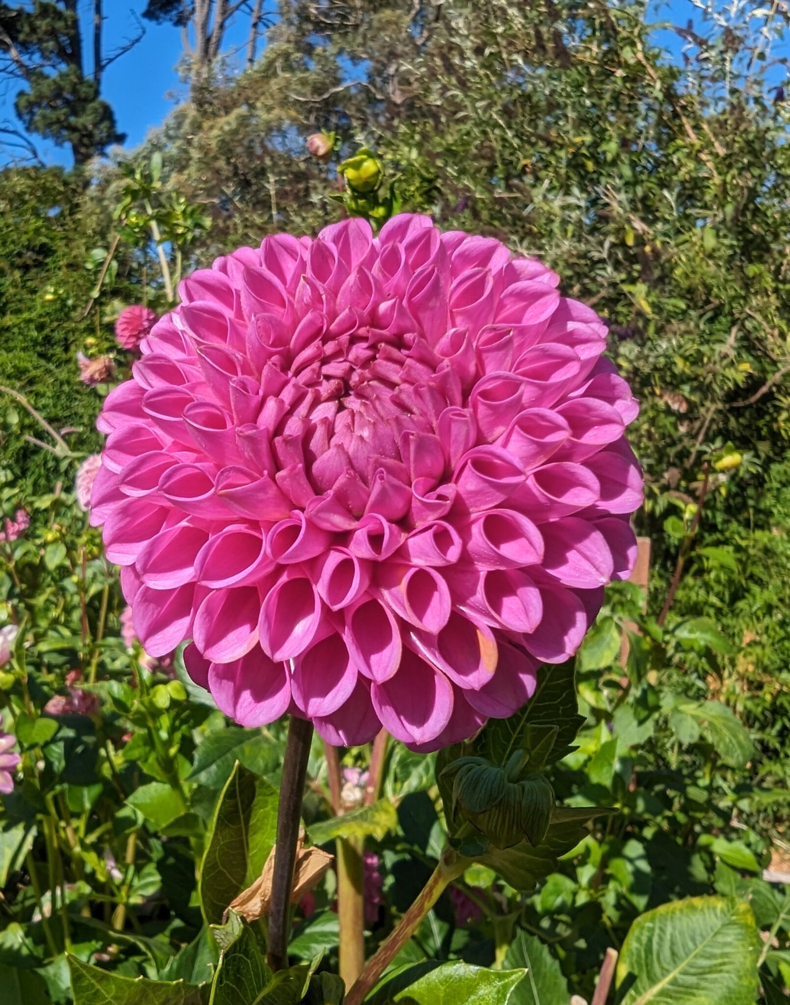 Isabel – Dahlia Hills Farm