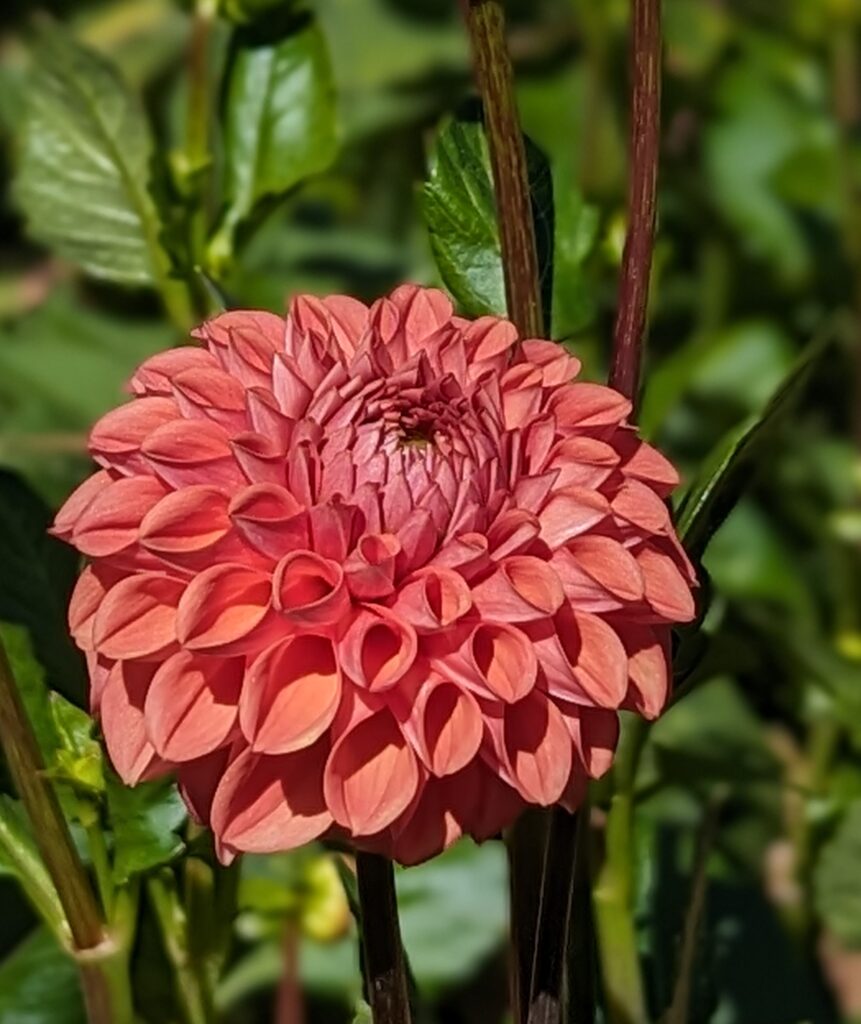 5 TUBERS Sheila GROWERS PACK – Dahlia Hills Farm