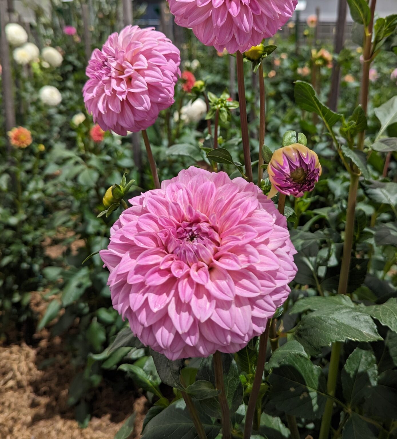 Bracken Sequel – Dahlia Hills Farm