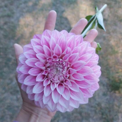 Dahlia Tubers – Page 2 – Dahlia Hills Farm