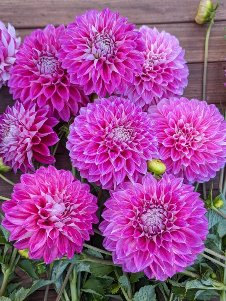 Farm 205 BarBee Girl – Dahlia Hills Farm