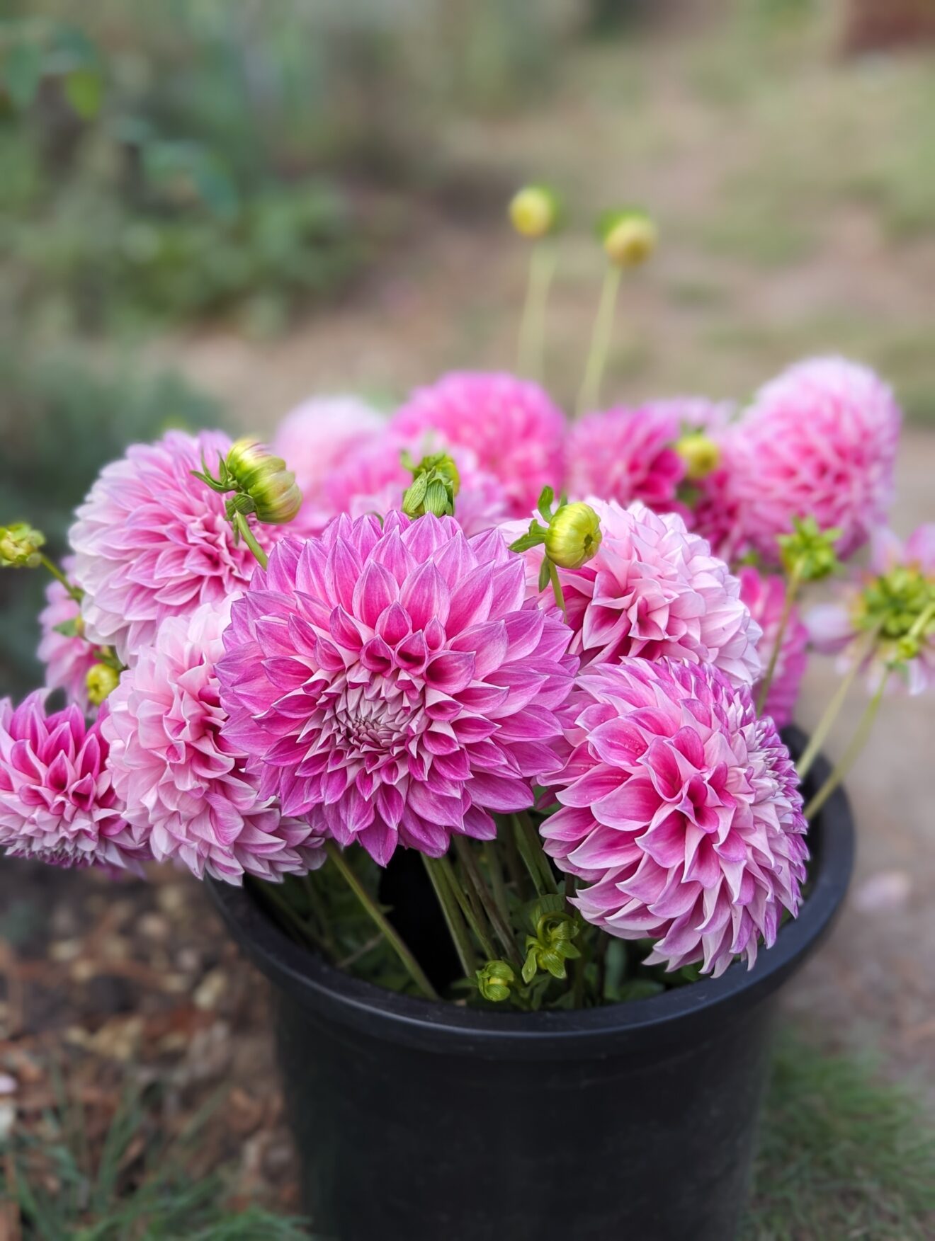 Farm 205 BarBee Girl – Dahlia Hills Farm