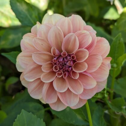 Dahlia Tubers – Page 4 – Dahlia Hills Farm