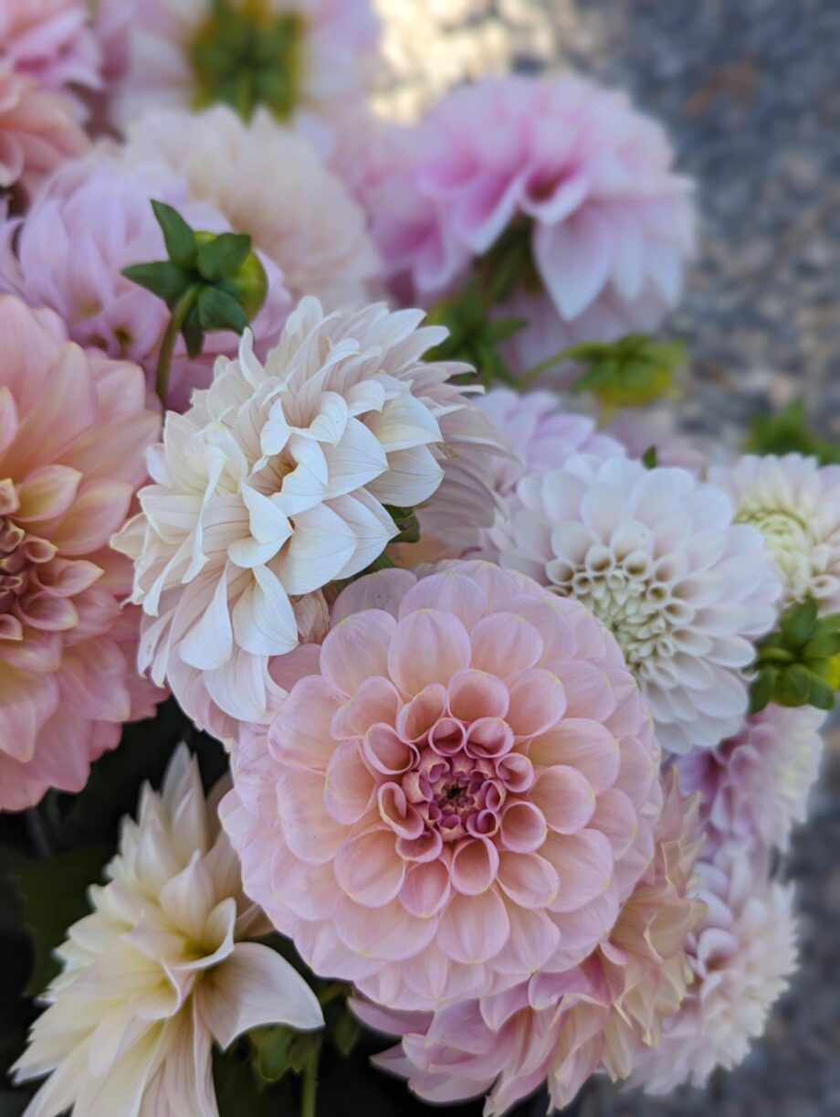 Salmon Joy – Dahlia Hills Farm